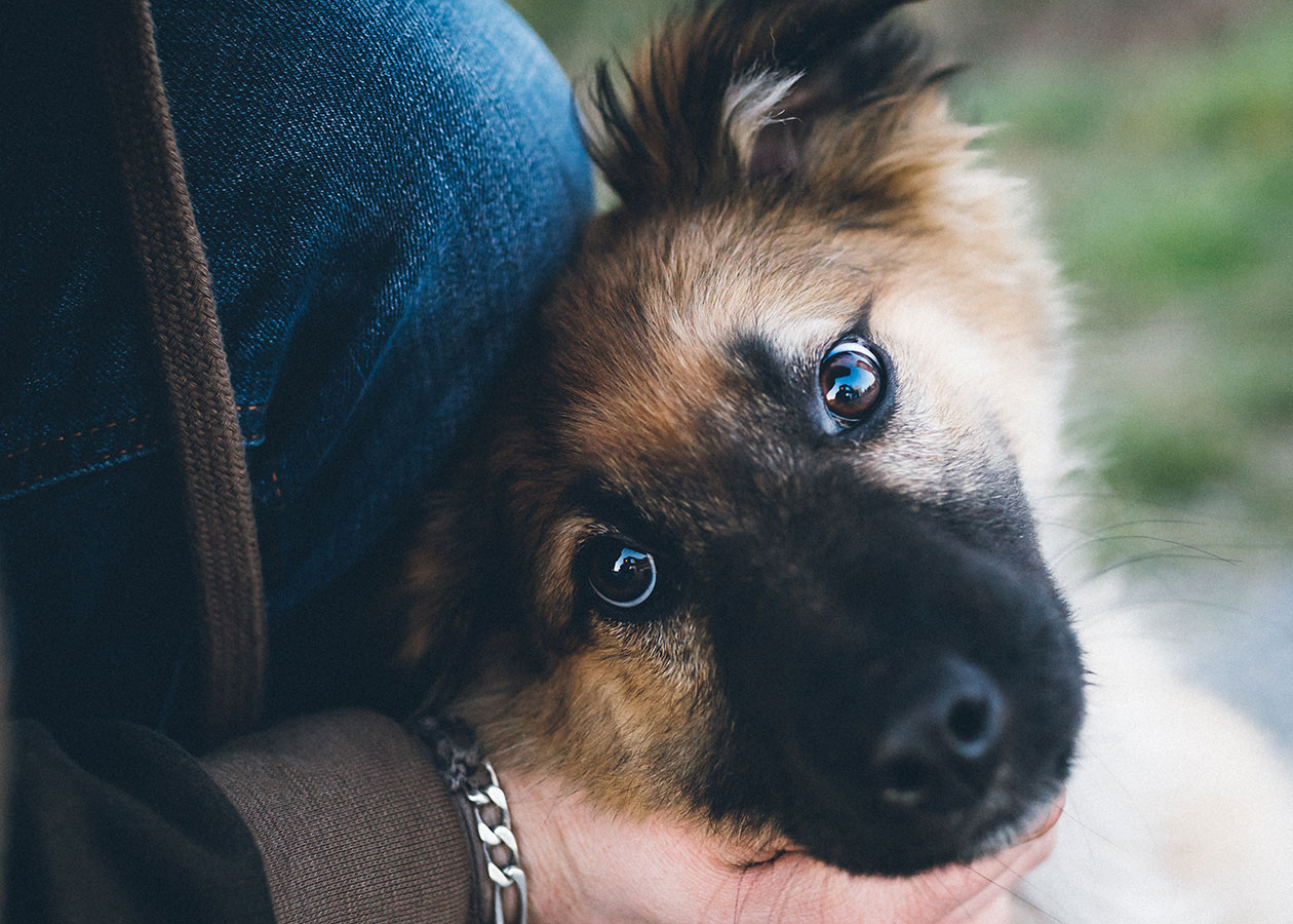 New course intakes at Taigum | Teamwork Dogs - Training a great family ...