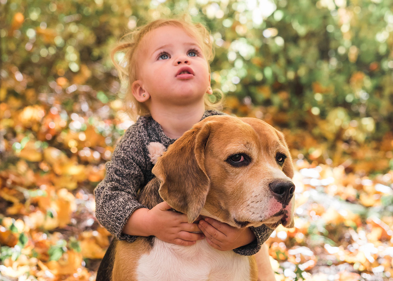 Kids and Dogs: Tips for safe interaction | Teamwork Dogs - Training a ...