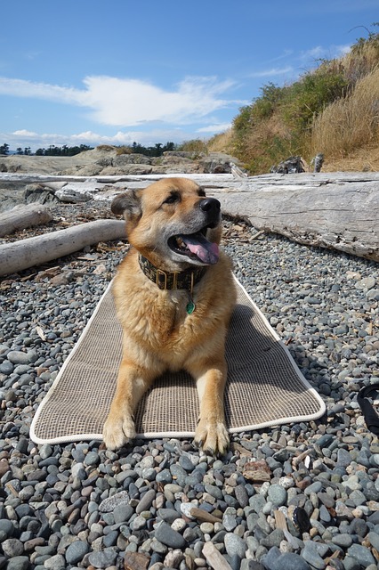 5 reasons to teach your dog to go to their mat | Teamwork Dogs ...