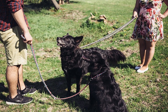 Top tips for successful dog training | Teamwork Dogs - Training a great ...