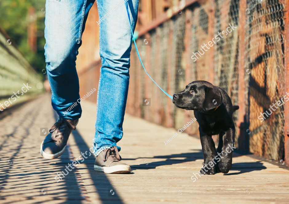 Teamwork Dogs - Training a great family dog - Taigum, Caboolture